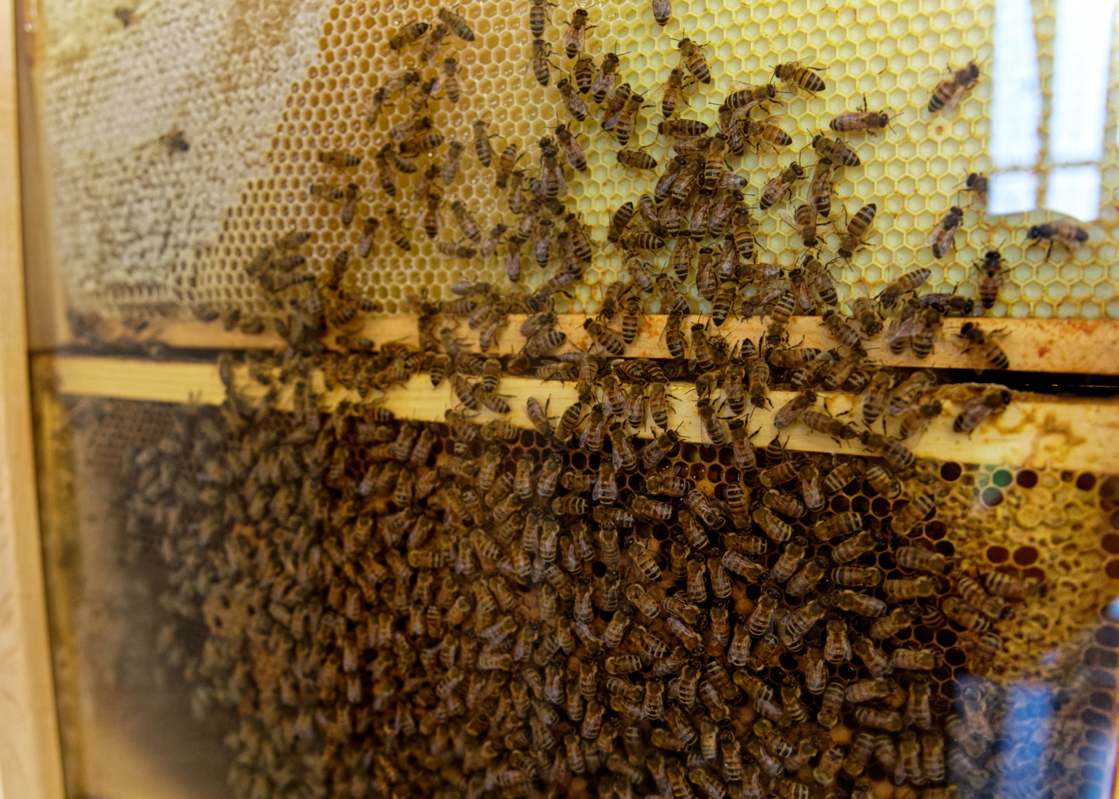 We Are Buzzing Over the New Environmental Education Center - College of ...