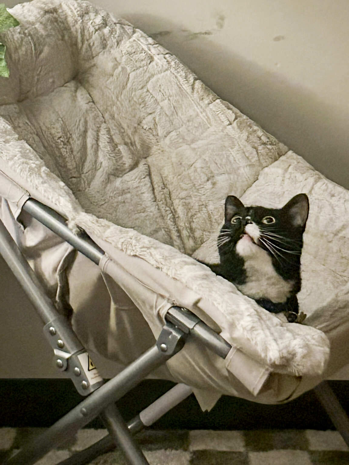 From Show Choir to the Classroom: Grace Huff’s First Year at Ball State ...